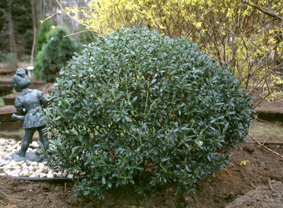 Ilex Glabra Inkberry Holly | SiteOne