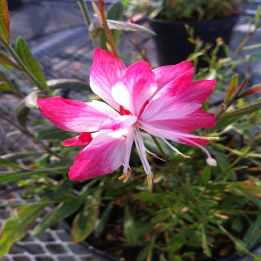 Gaura Lindheimeri Little Janie Gaura #SP4 Container | SiteOne