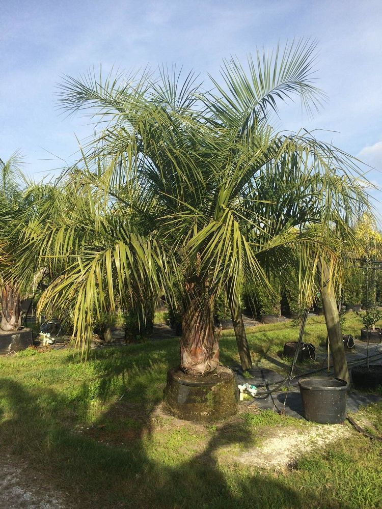 X Butiagrus Nabonnandii Mule Palm | SiteOne