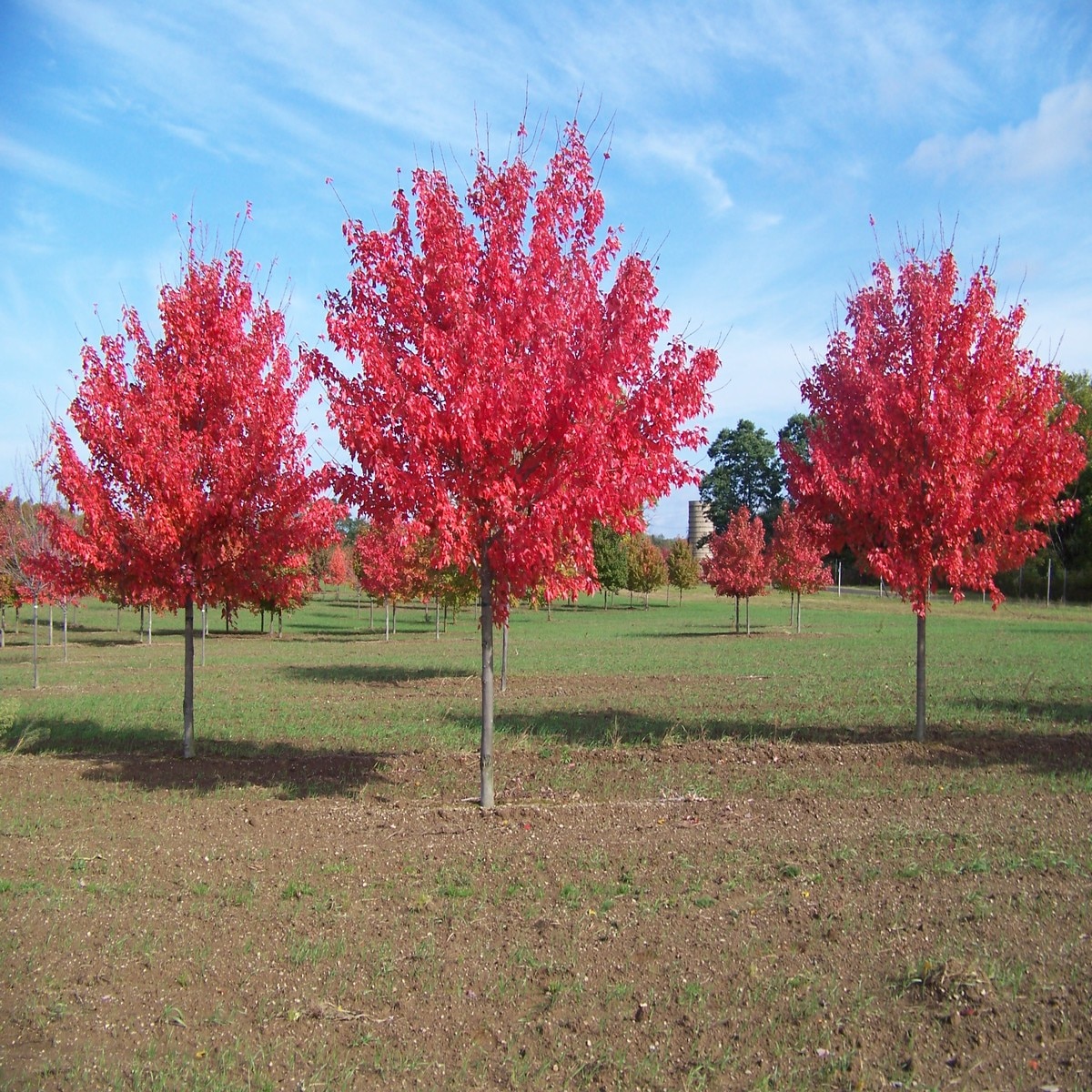 Acer Rubrum Autumn Radiance Red Maple | SiteOne