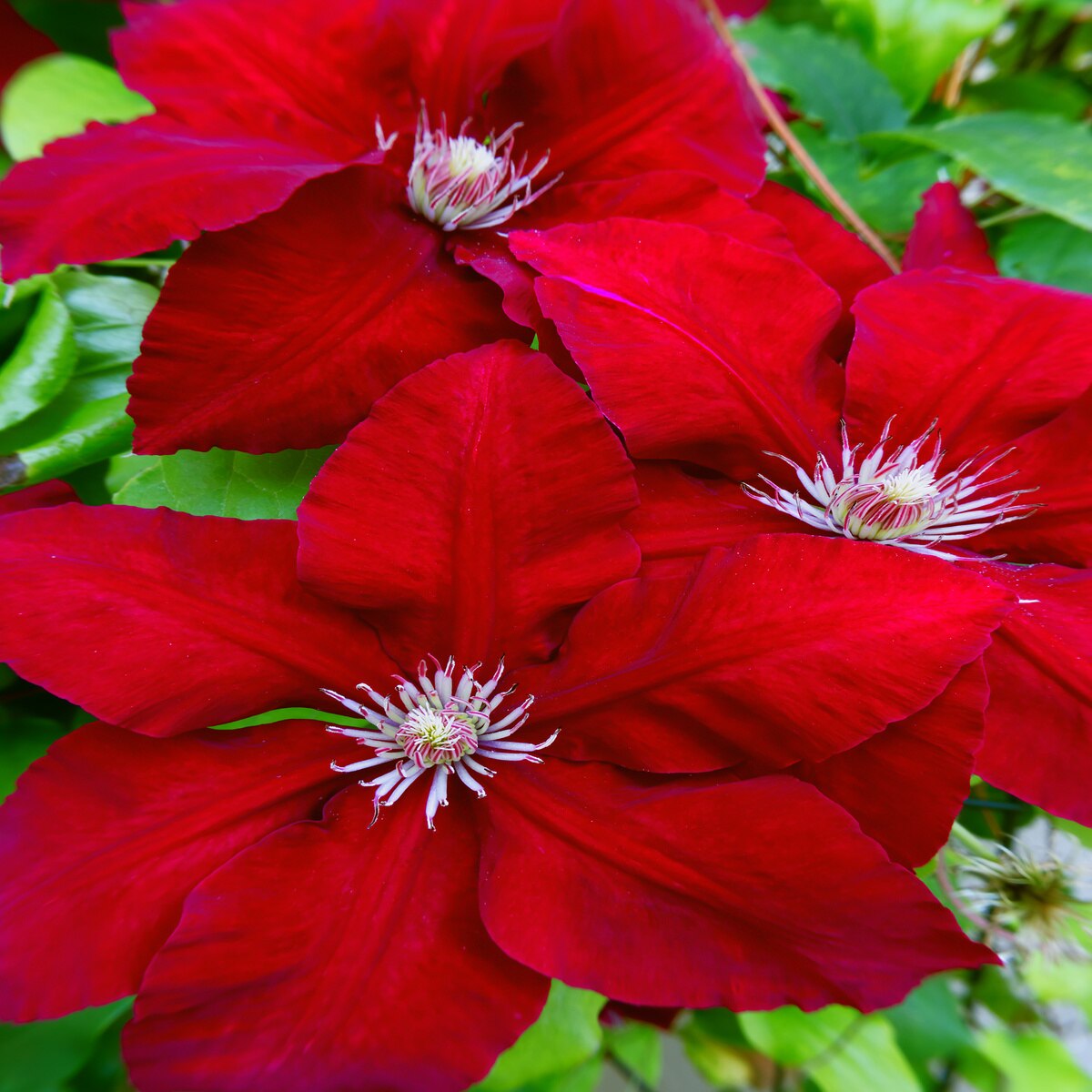Clematis Boulevard Rebecca Clematis | SiteOne