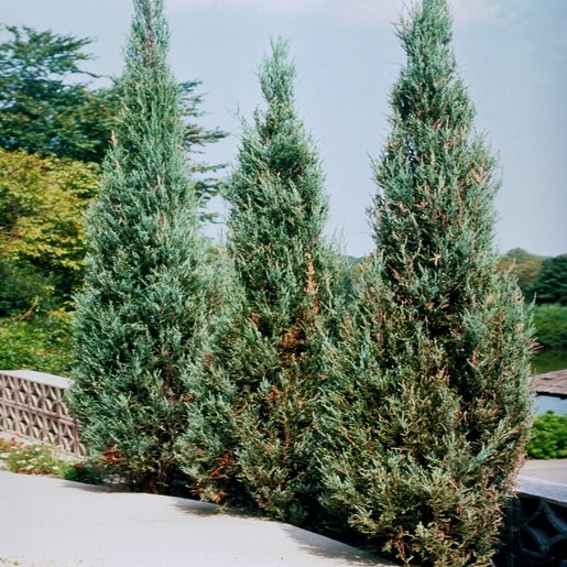 Juniperus Scopulorum Rocky Mountain Juniper | SiteOne