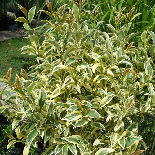Ligustrum Japonicum Variegatum Japanese Privet | SiteOne