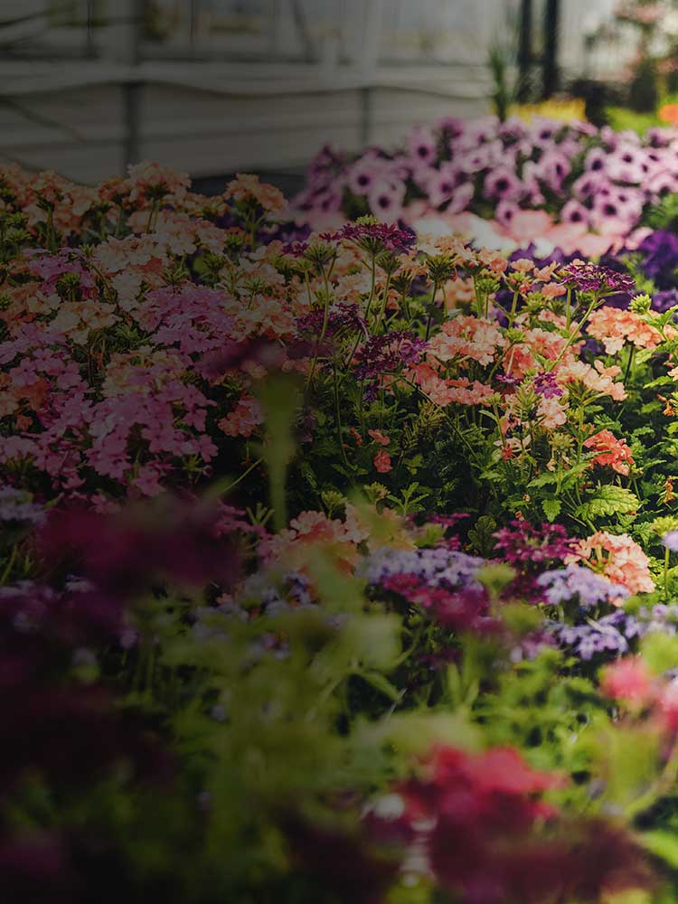 Nursery, Gardening, and Landscaping Supplies Near Me | SiteOne