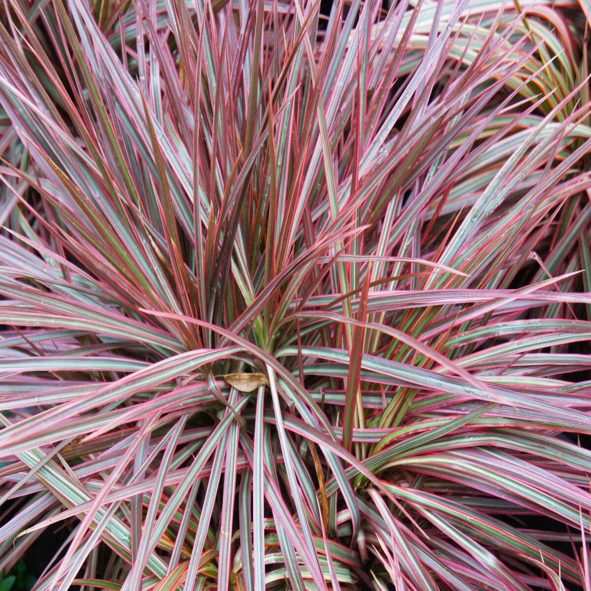 Dracaena Marginata Colorama Madagascar Dragon Tree | SiteOne