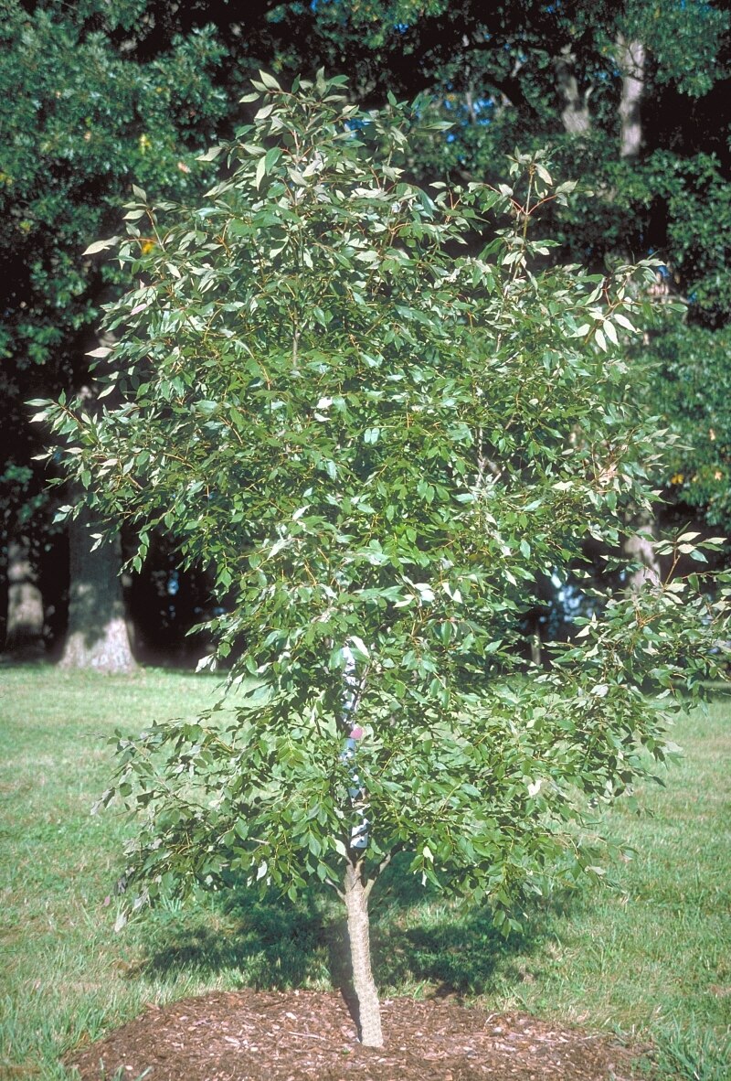 Fraxinus Texensis Texas Ash | SiteOne