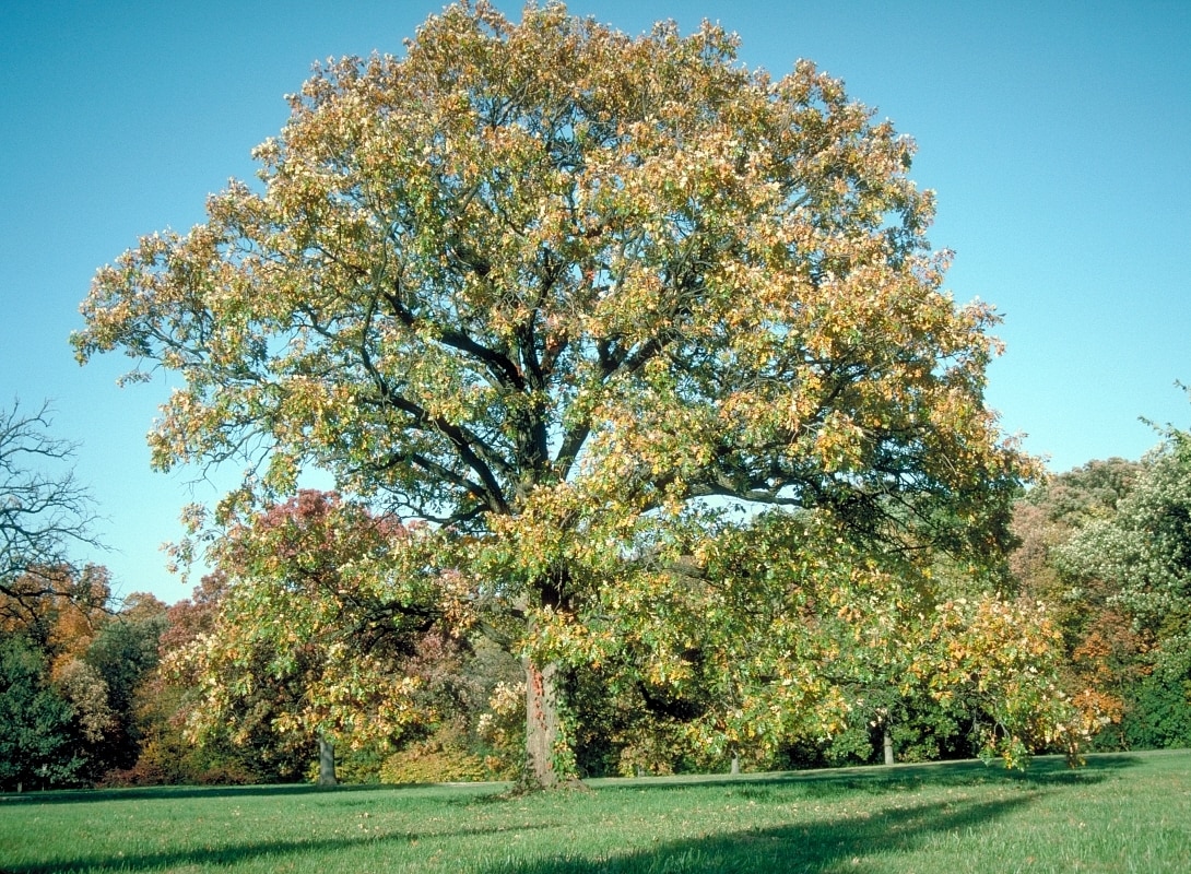 Quercus Macrocarpa - Burr Oak 5 in. | Trees | SiteOne