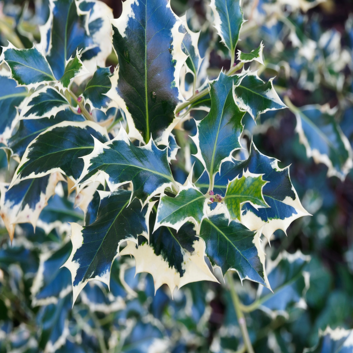 Ilex Aquifolium Aurea Marginata Variegated English Holl | SiteOne