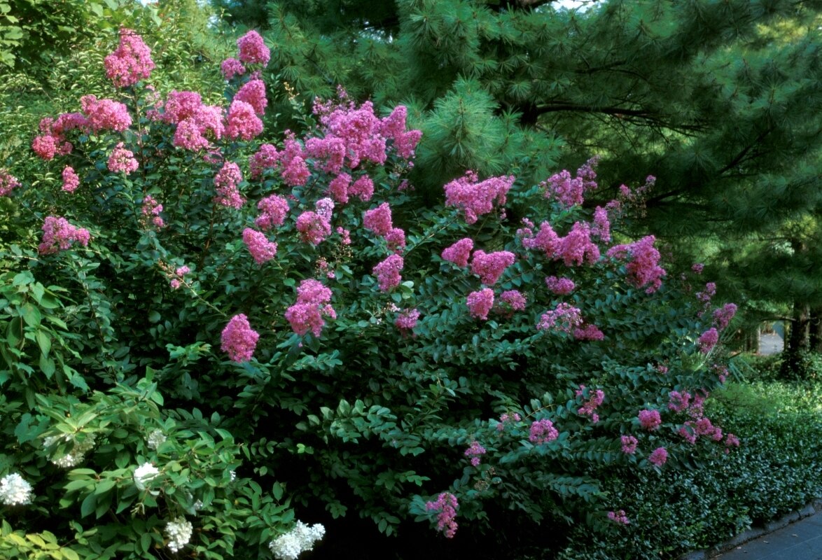 Lagerstroemia Indica X Fauriei Hopi Crape Myrtle | SiteOne