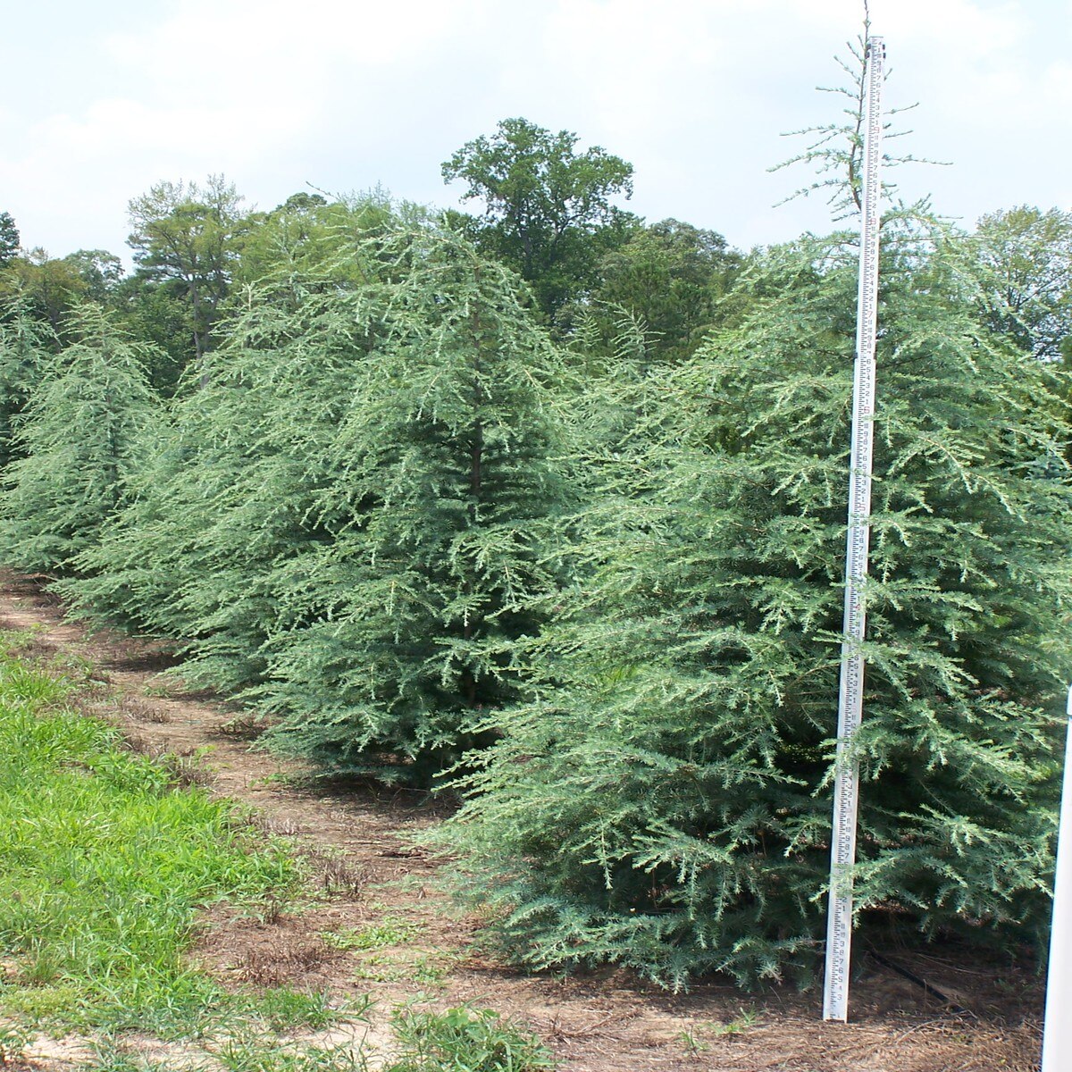 Cedrus Deodara Brackens Best Deodar Cedar | SiteOne