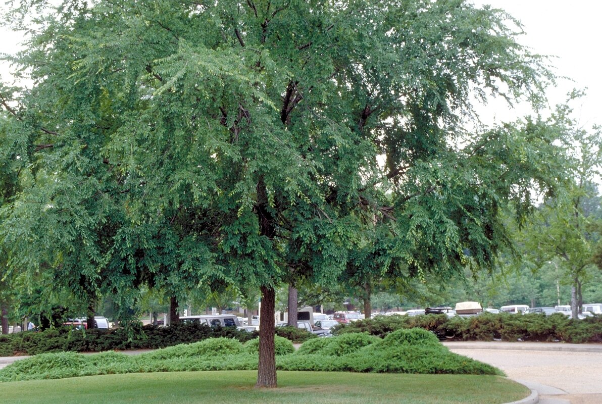 Ulmus Alata Winged Elm | SiteOne