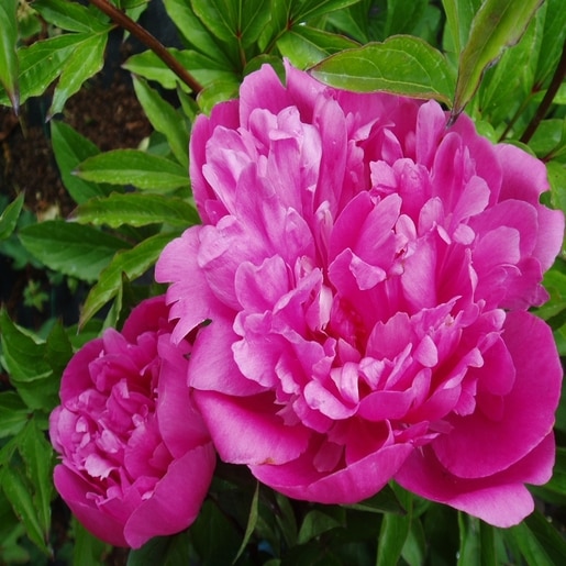 Paeonia Lactiflora Edulis Superba Peony | SiteOne