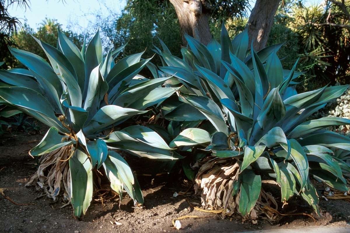 Agave Attenuata Nova - Foxtail Agave | SiteOne