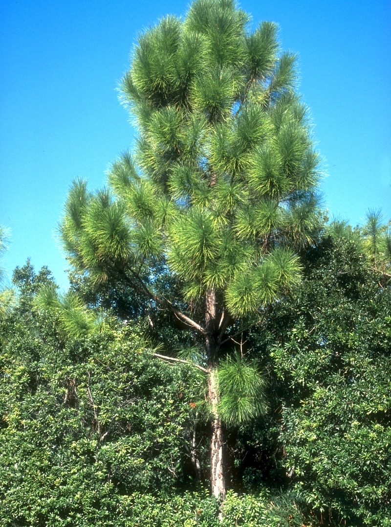 Pinus Elliottii - Slash Pine 8 ft. | Trees | SiteOne