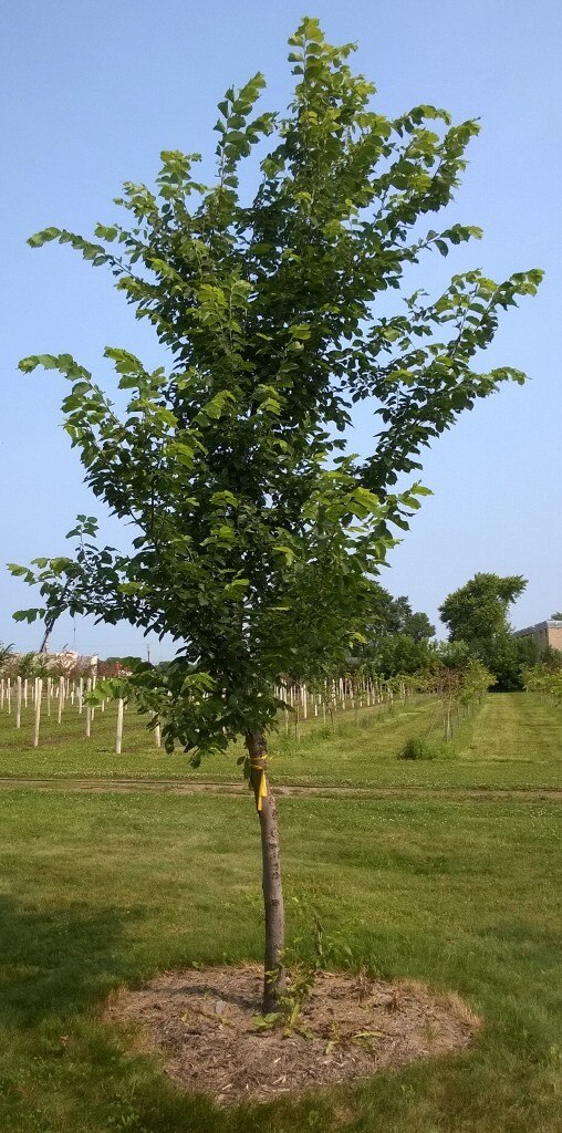Ulmus Americana Jefferson American Elm | SiteOne