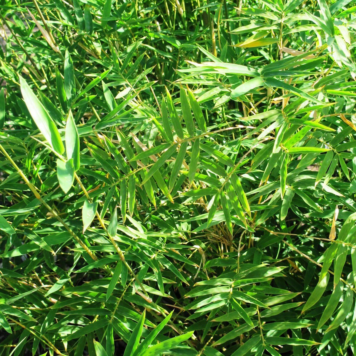 Bambusa Multiplex Golden Goddess Lewis Bamboo | SiteOne