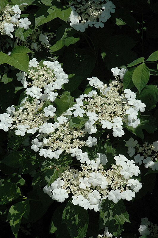 Viburnum Trilobum Bailey Compact Highbush Cranberry | SiteOne