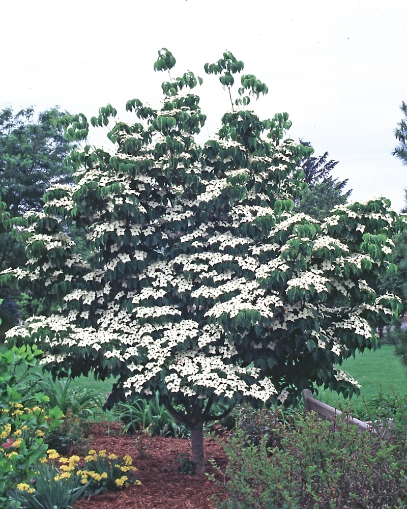 Cornus Kousa Chinese Dogwood | SiteOne