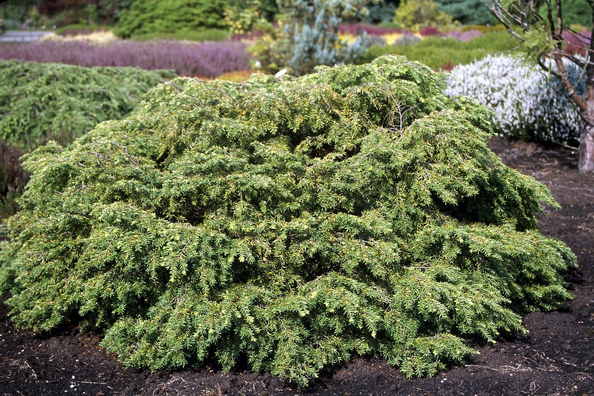 Tsuga Canadensis Jeddeloh Hemlock | SiteOne
