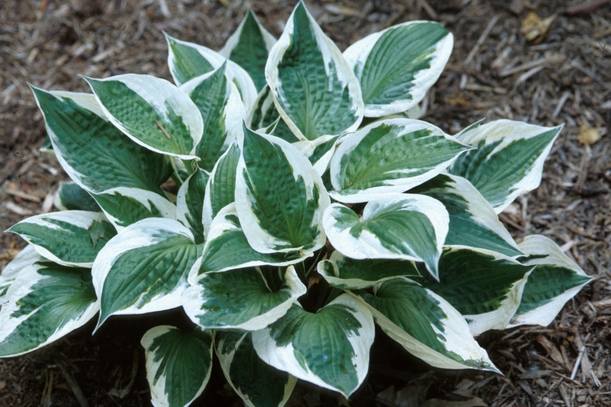 Hosta Minuteman Plantain Lily | SiteOne