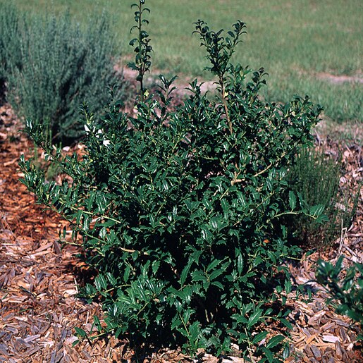 Ilex X Little Red Holly | SiteOne