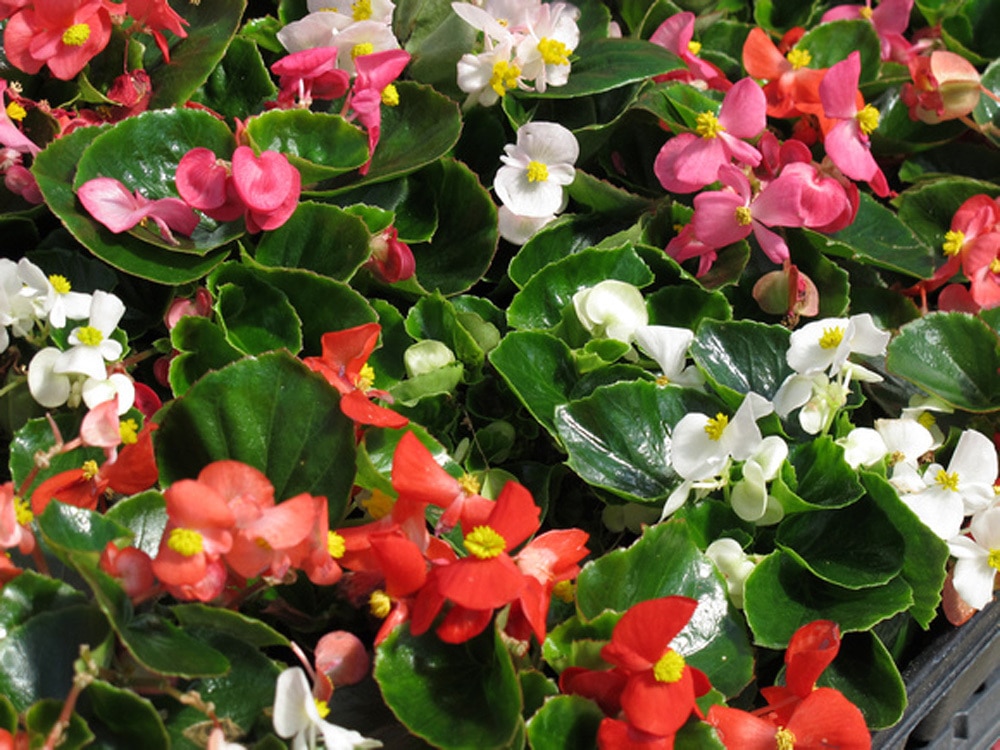 Begonia Semperflorens Green Leaf Mix Wax Begonia | SiteOne