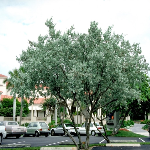 Conocarpus Erectus var. Sericeus Silver Buttonwood | SiteOne