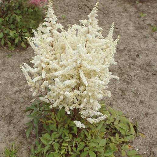 Astilbe Japonica Ellie Astilbe #1 Container | SiteOne