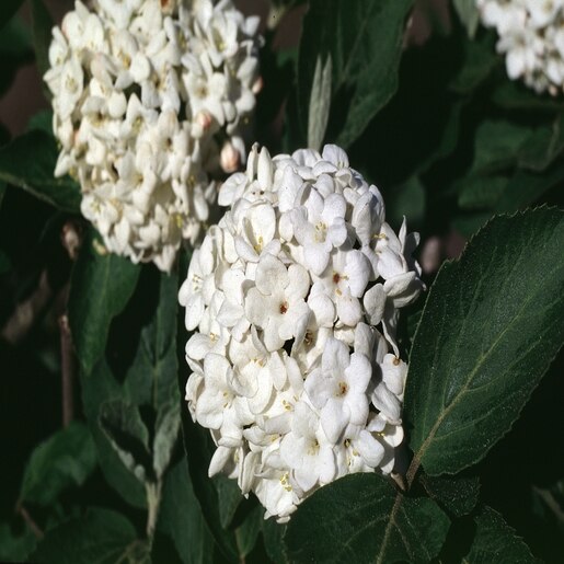 Viburnum X Carlcephalum Fragrant Snowball | SiteOne