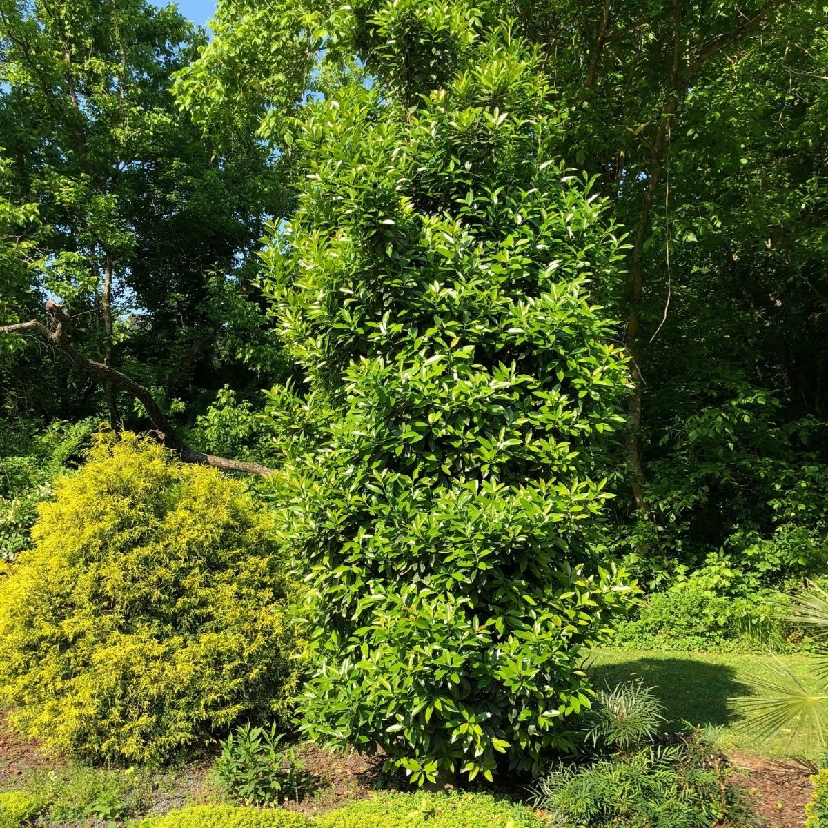 Ilex Integra X Latifolia Screen Play Portfolio Holly | SiteOne