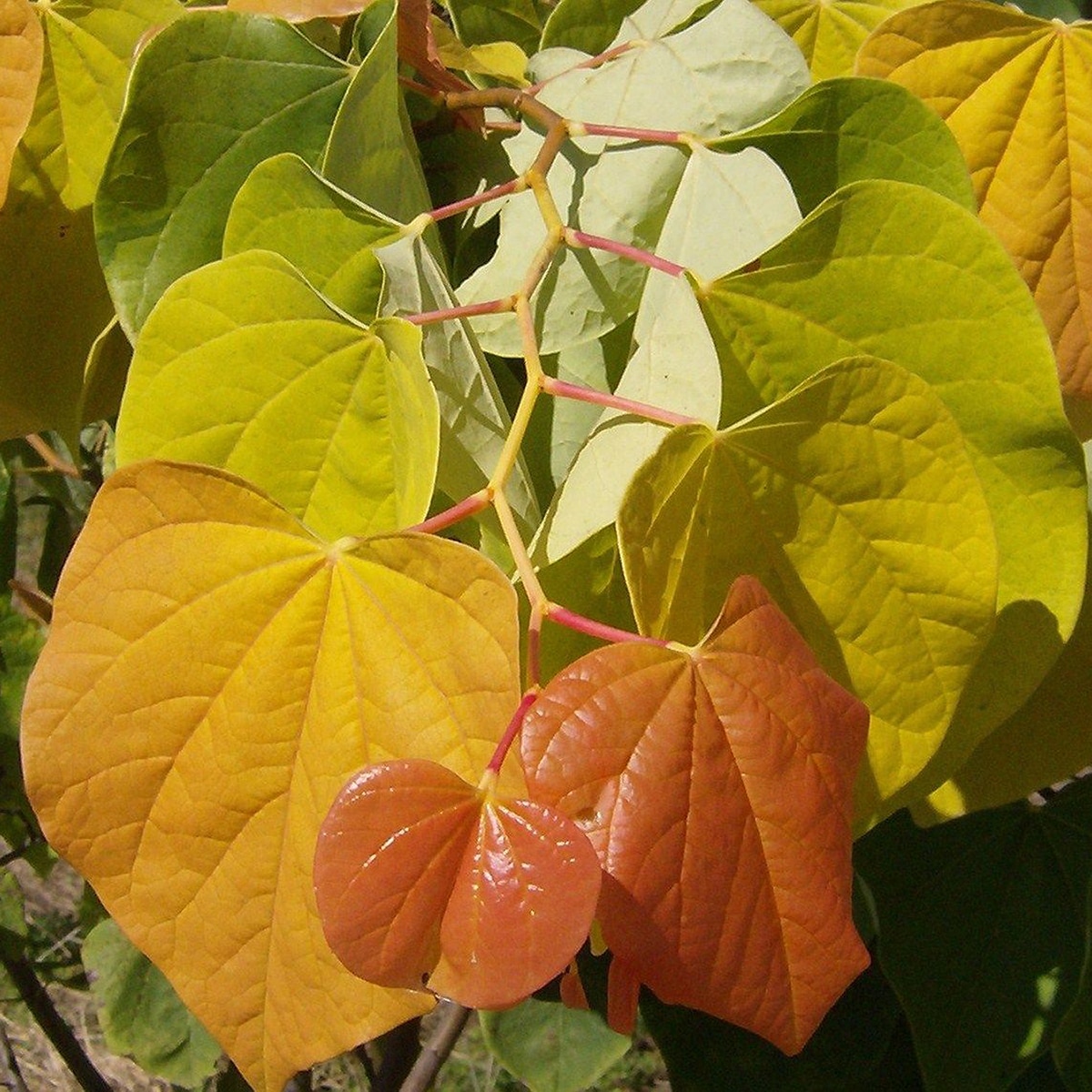 Cercis Canadensis The Rising Sun Eastern Redbud | SiteOne