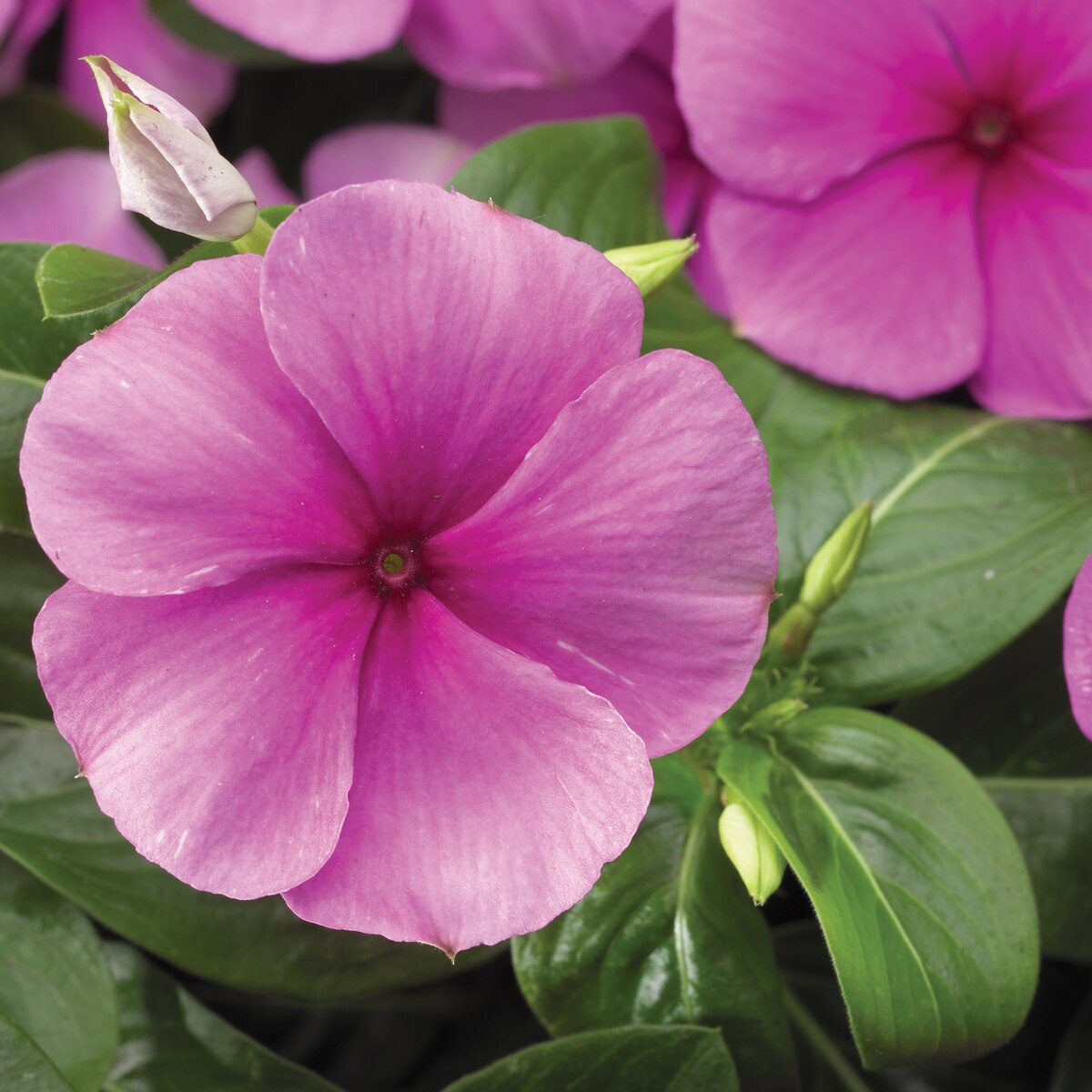Catharanthus Roseus SunStorm Deep Lilac Vinca | SiteOne