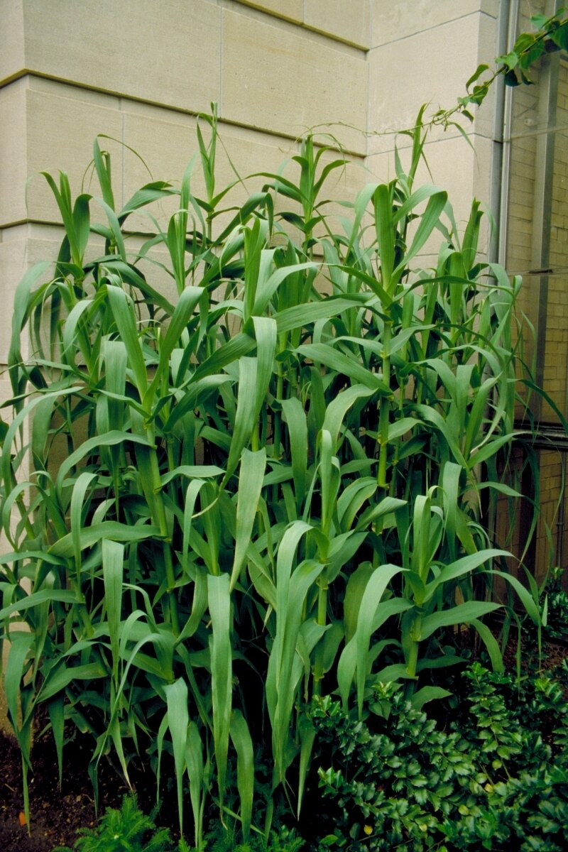 Arundo Donax Giant Reed | SiteOne