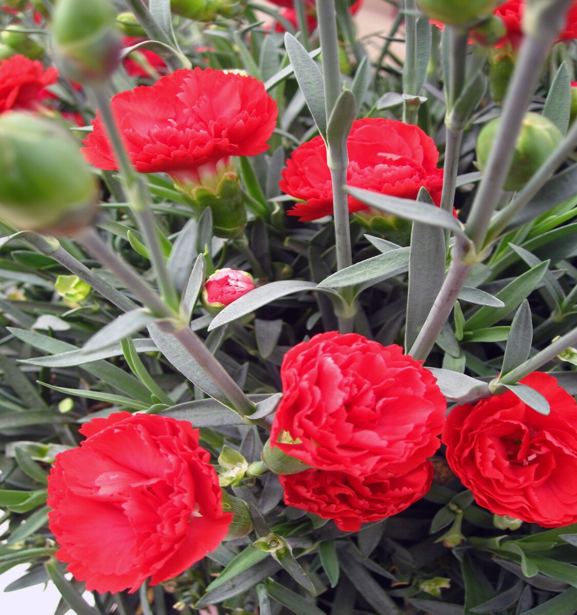 Dianthus X Early Bird Radiance Pinks | SiteOne
