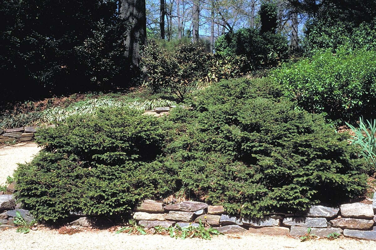 Picea Abies Nidiformis Birds Nest Spruce | SiteOne