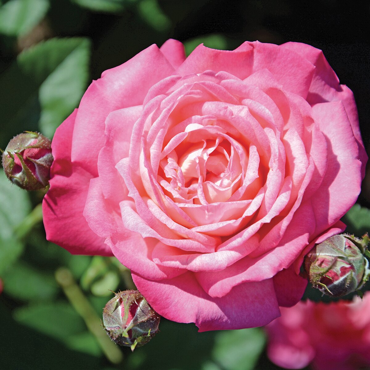 Cornus Florida Cherokee Princess Dogwood | SiteOne