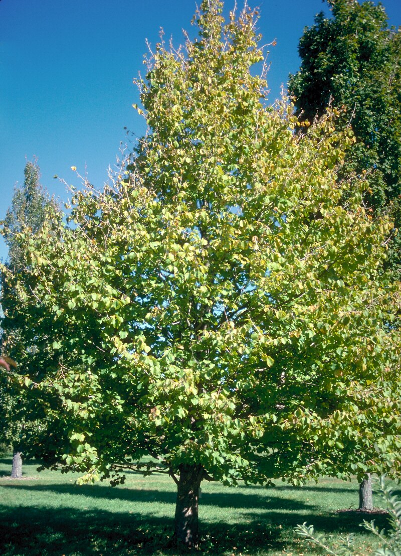 Corylus Colurna Turkish Filbert | SiteOne