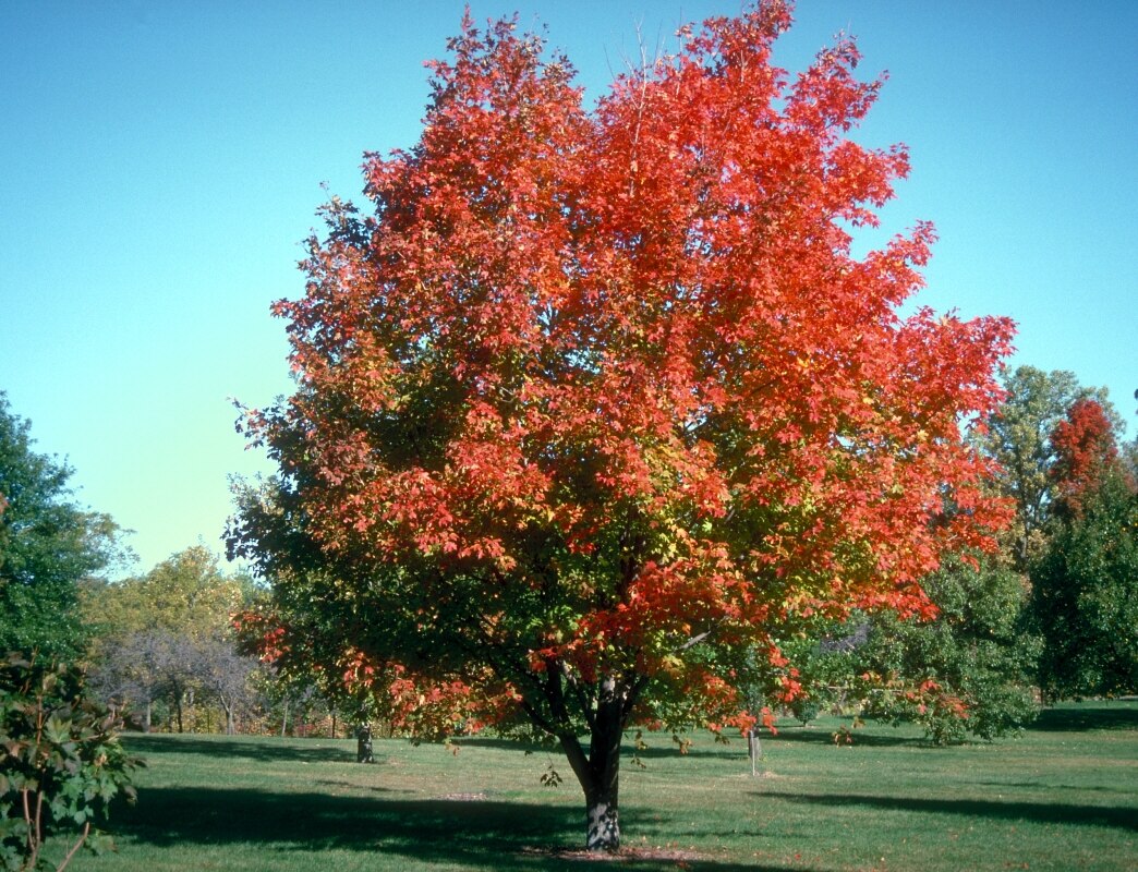 Acer Saccharum Green Mountain Sugar Maple | SiteOne