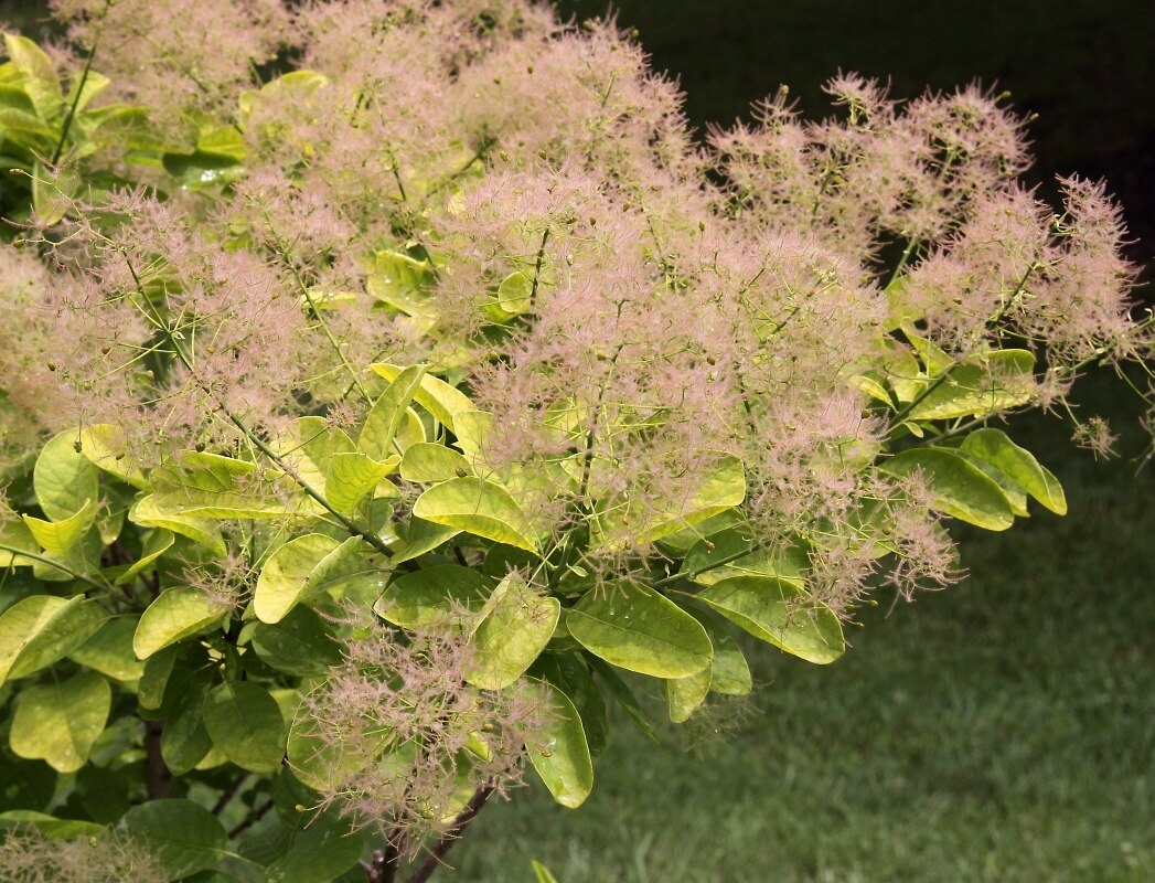 Cotinus Coggygria Ancot Golden Spirit Smoke Tree | SiteOne