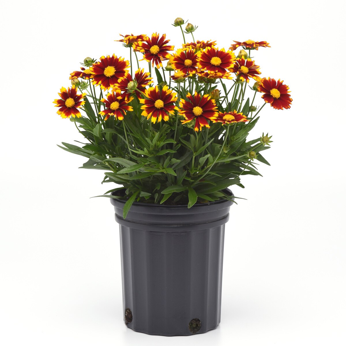 Coreopsis X UpTick Red Portfolio Tickseed | SiteOne