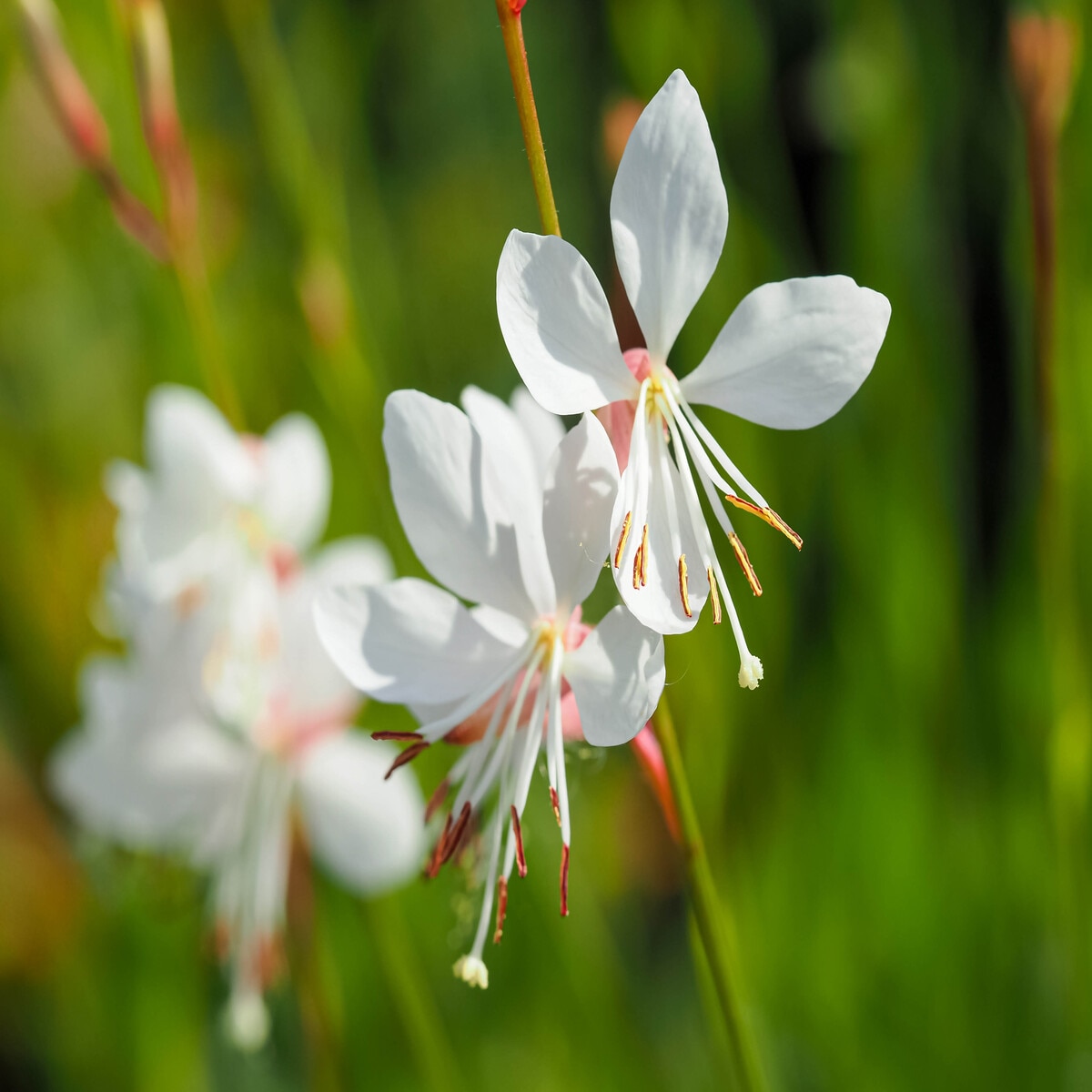 Gaura Lindheimeri Sparkle White Gaura | SiteOne