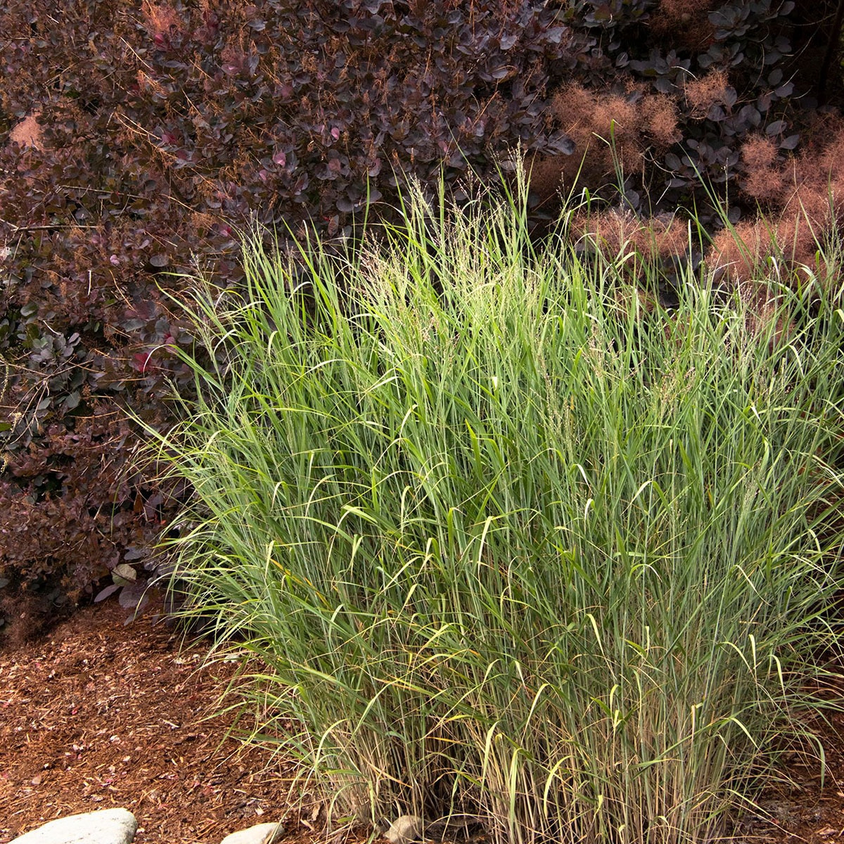 Panicum Virgatum Heavy Metal Switch Grass | SiteOne