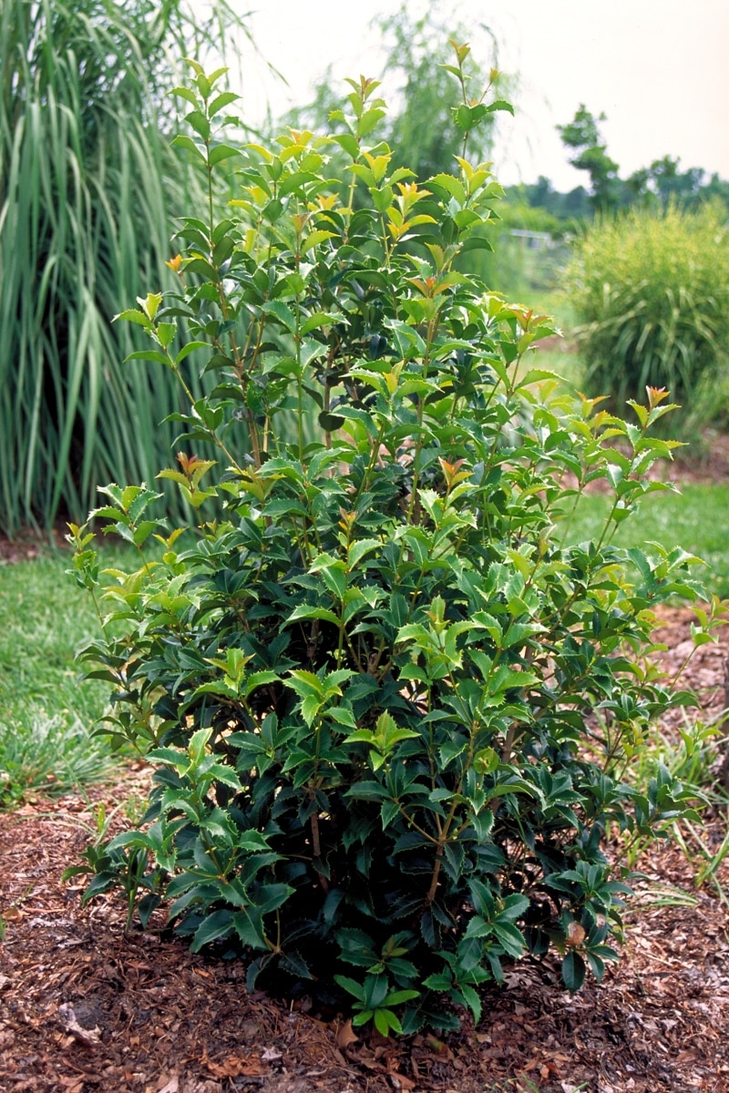 Osmanthus X Fortunei Tea Olive | SiteOne