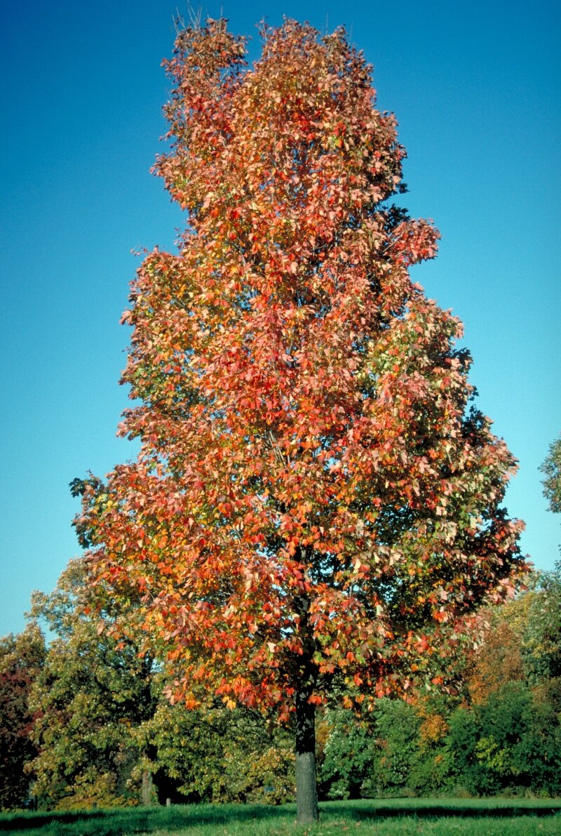 Acer Rubrum Bowhall Red Maple | SiteOne