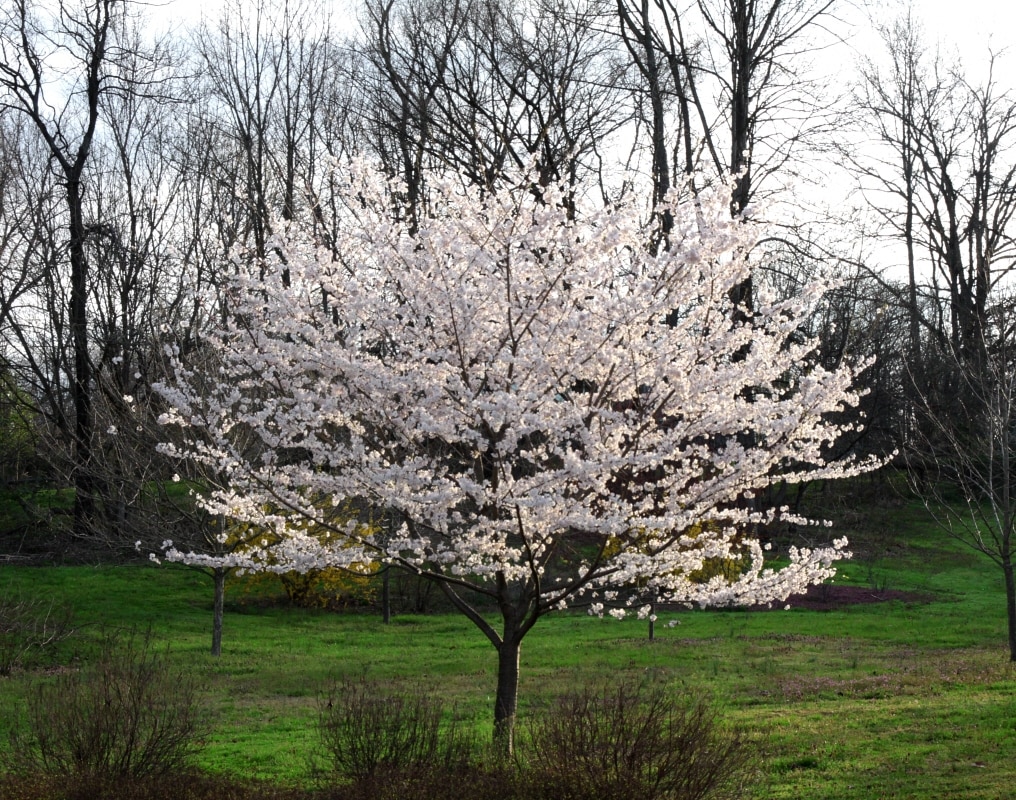 Prunus X Yedoensis Flowering Yoshino Cherry | SiteOne