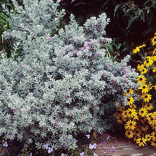 Leucophyllum Frutescens Texas Sage | SiteOne