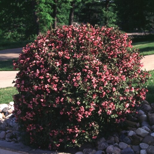 Weigela Florida Java Red - Old Fashioned Weigela #5 | SiteOne