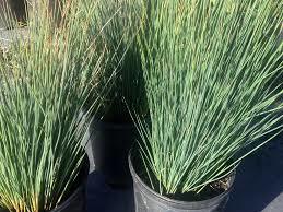 Juncus Patens Elk Blue California Gray Rush | SiteOne