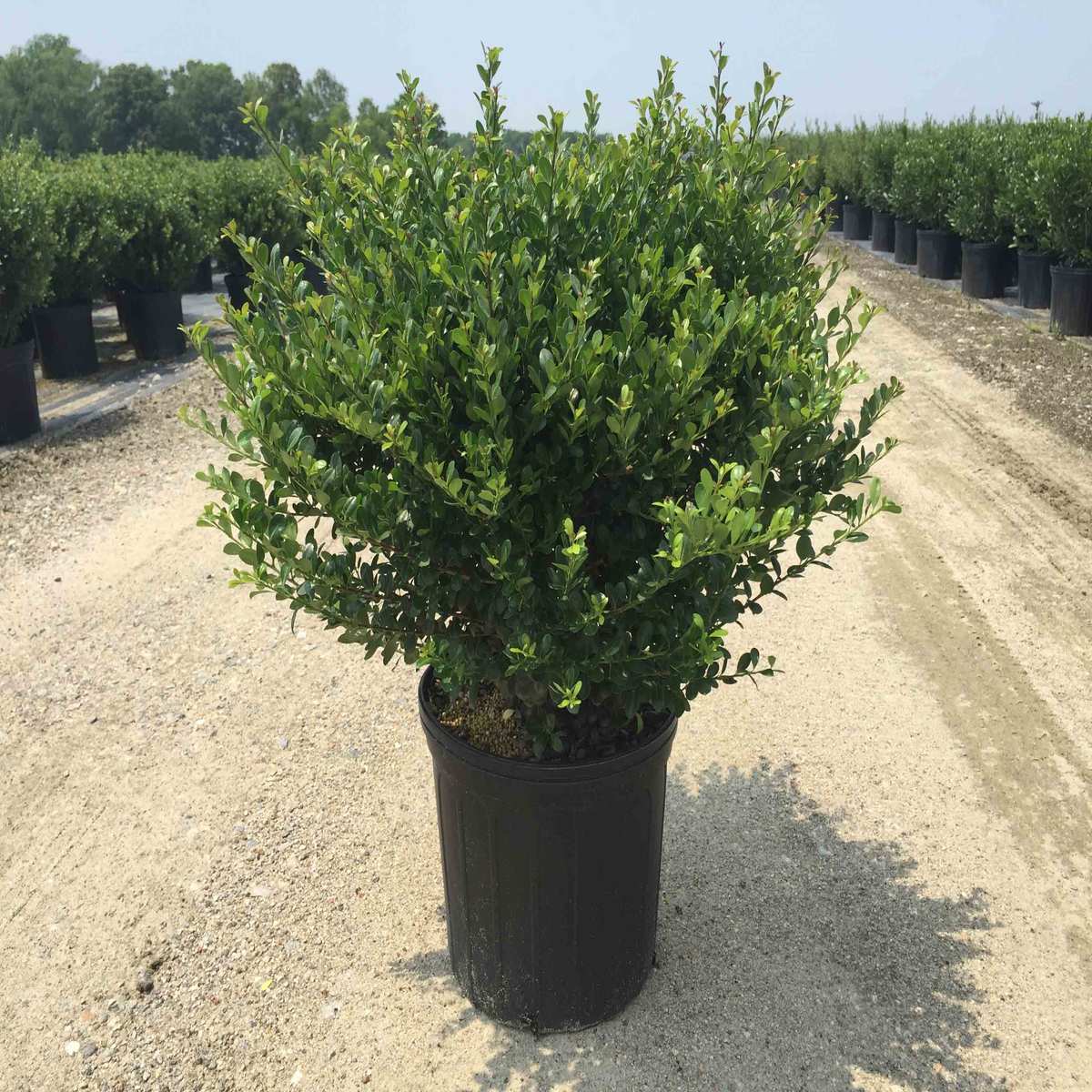 Ilex Crenata Bennetts Compacta Japanese Holly | SiteOne