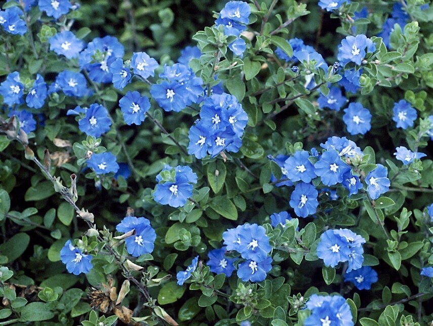 Evolvulus Pilosus Blue Daze Shaggy Dwarf Morning Glorie | SiteOne